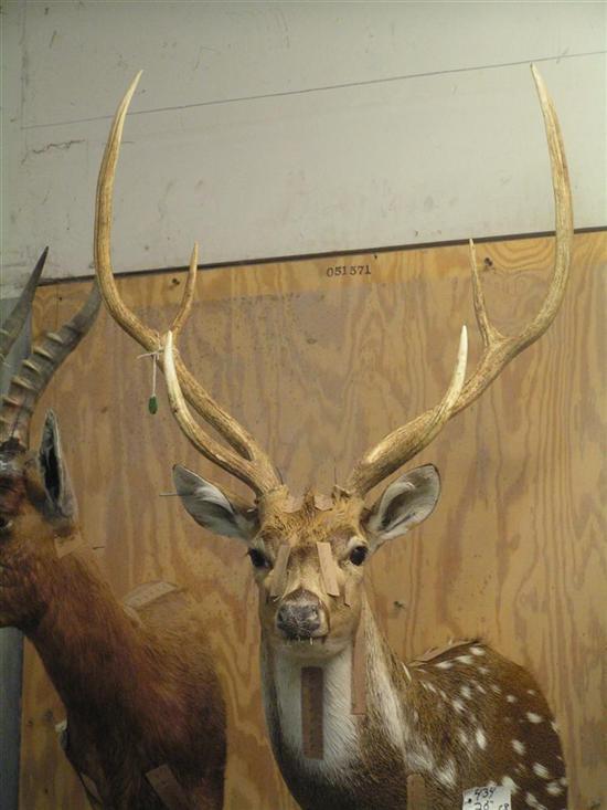 Skins & Scales Taxidermy, LLC - image: